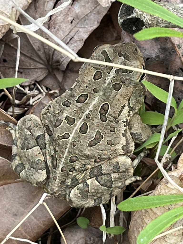 Fowler's Toad from Makanda, IL, US on April 15, 2024 at 06:24 PM by jeff_howell · iNaturalist