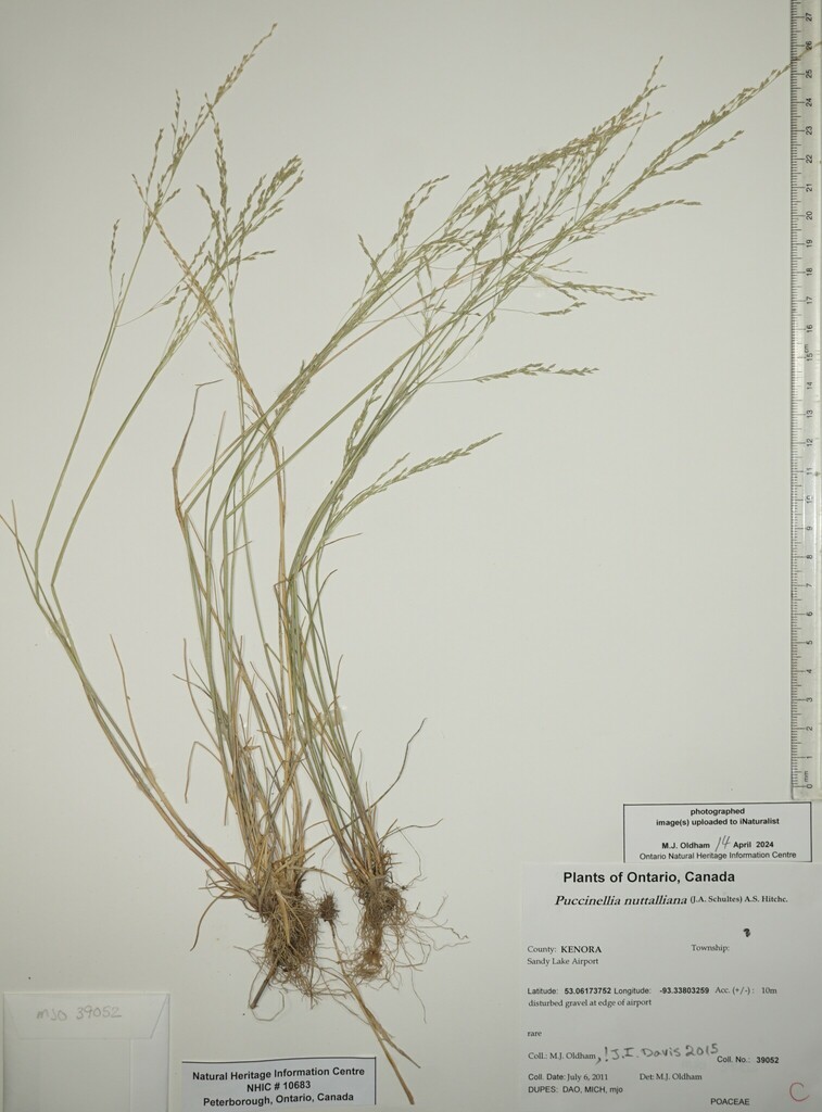nuttall's alkali grass from Canada, Ontario, KENORA County, Sandy Lake ...