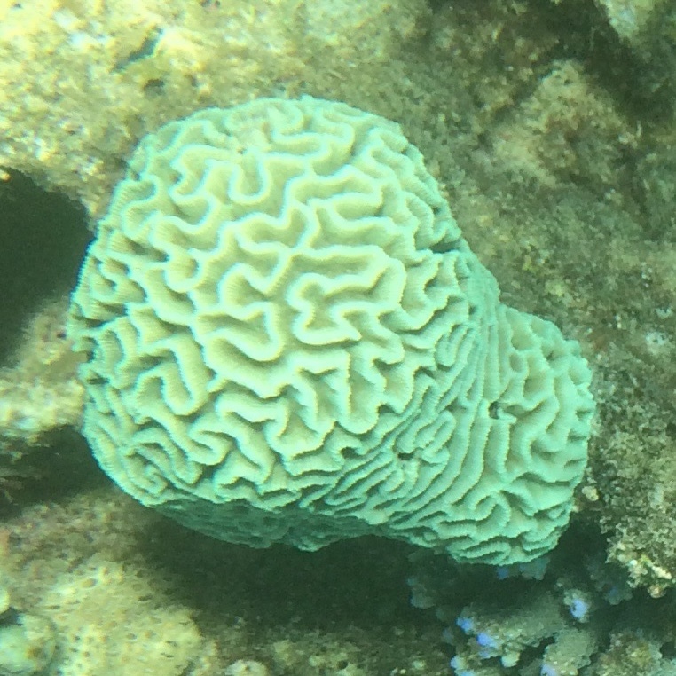 Merulinidae in February 2017 by Jean-Louis Berthoud · iNaturalist