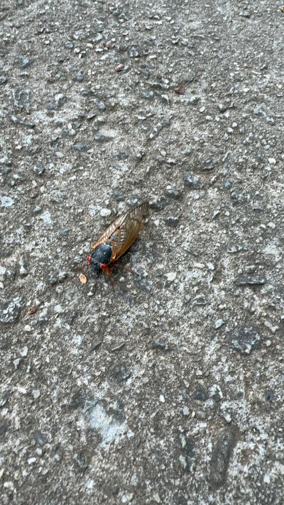 Decim Periodical Cicadas in April 2024 by thwalker · iNaturalist