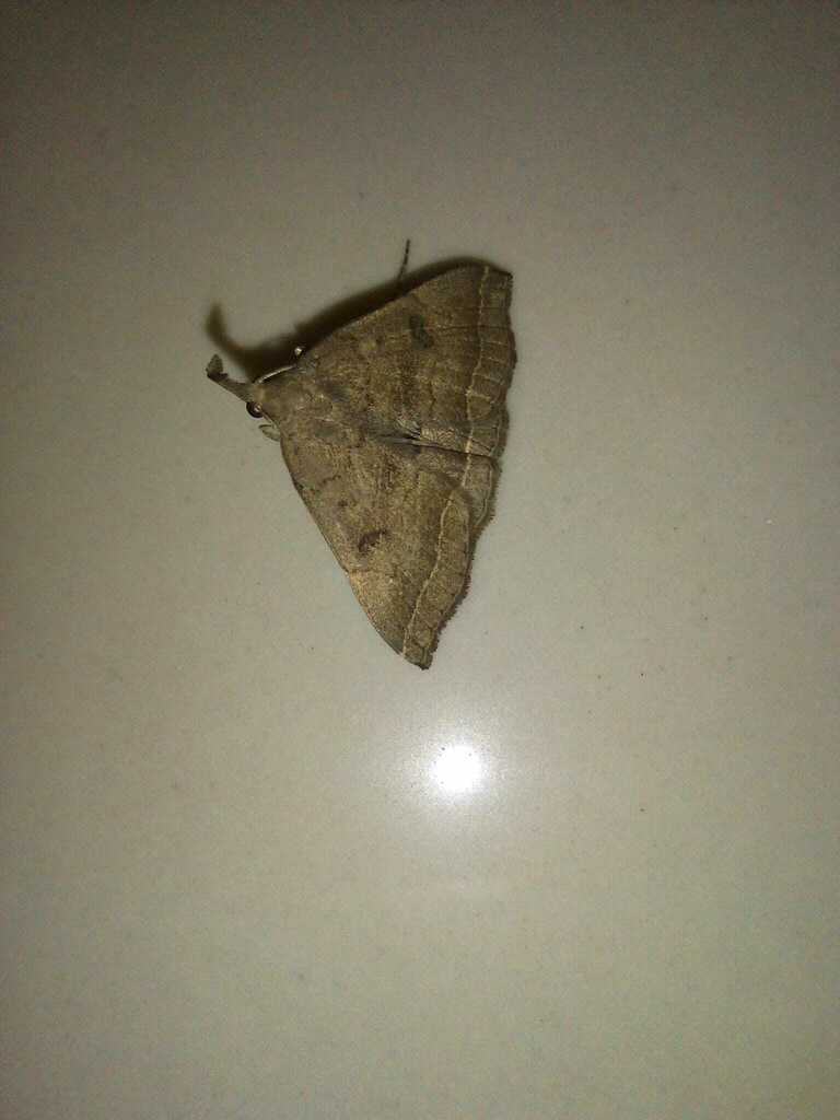 Plumed Fan-foot from נתניה, ישראל on April 16, 2024 at 10:22 PM by ...