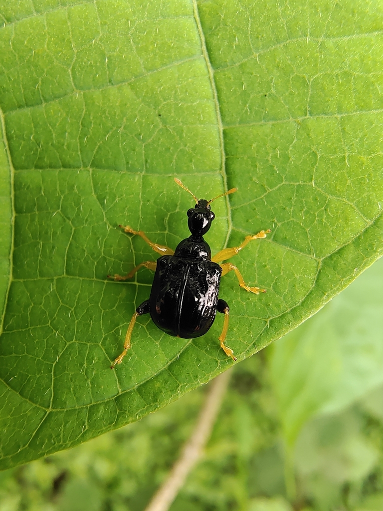 Phymatapoderus flavimanus from Yichun, CN-JX, CN on April 17, 2024 at ...