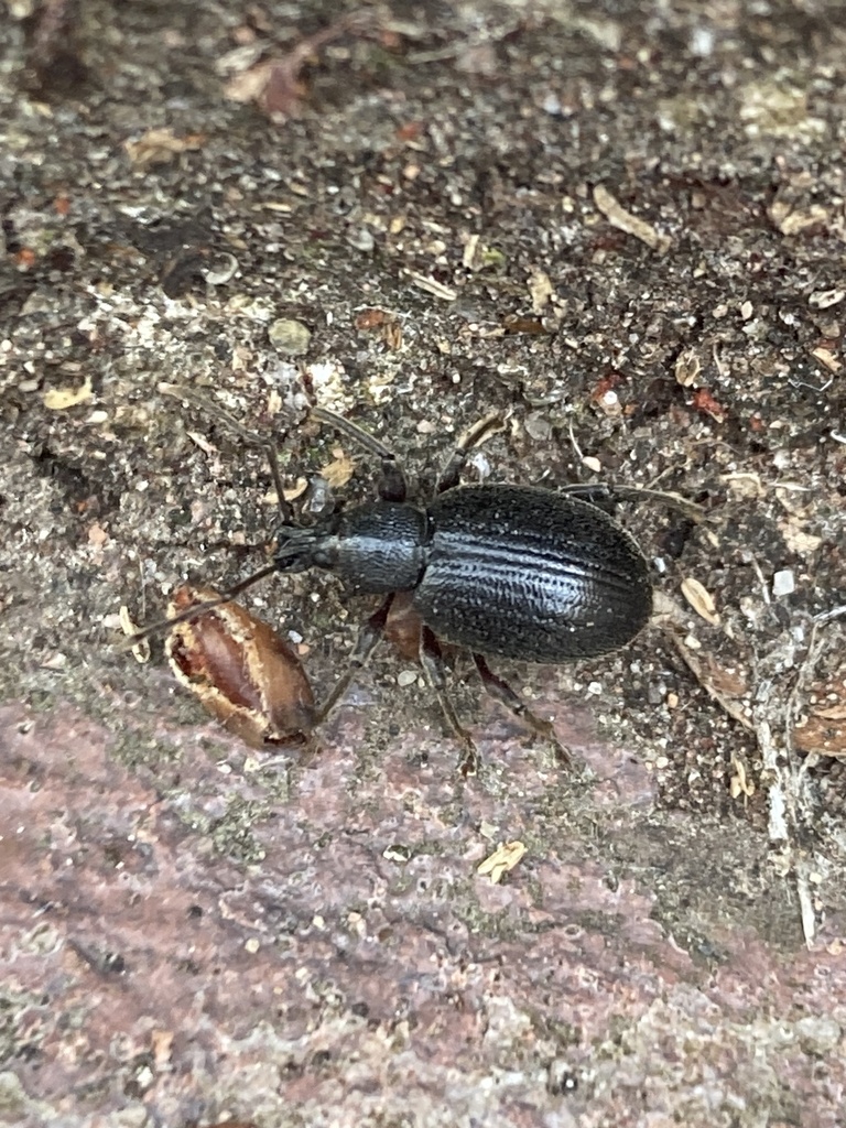 Lilac Root Weevil in April 2024 by Charlie Barth · iNaturalist