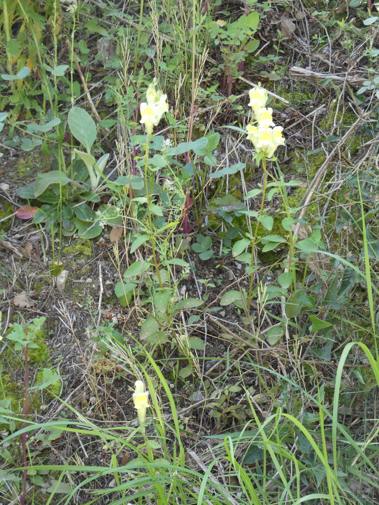 Large Snapdragon from Savona, Italien on April 16, 2024 at 11:37 AM by ...