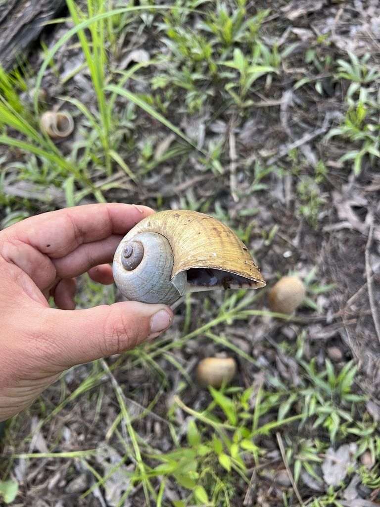 Island Apple Snail from Parish Rd 169, Saint Martinville, LA, US on ...