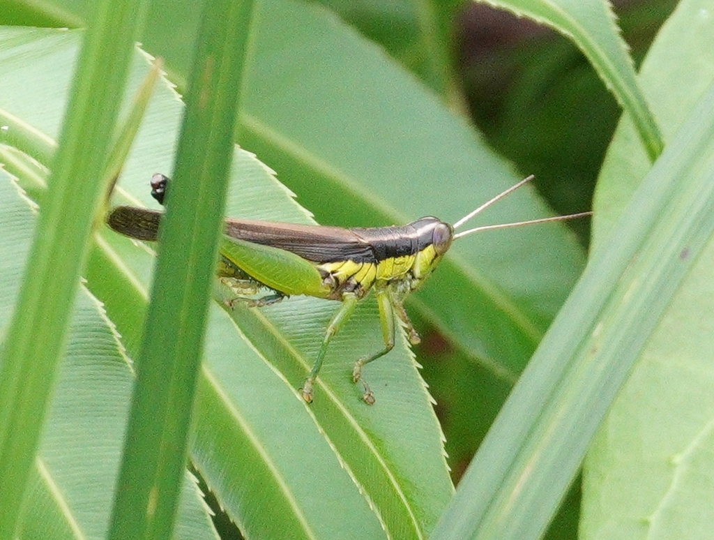 Oxya intricata from Off Aup, Sibu, Sarawak, Malaysia on March 4, 2024 ...