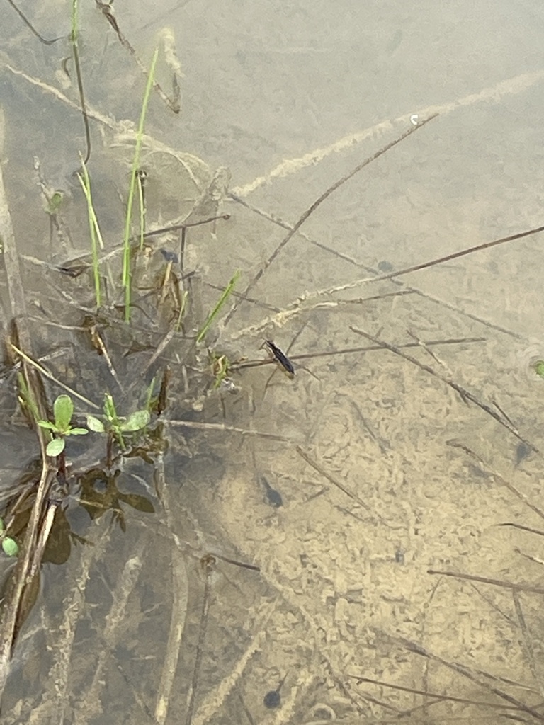 Winged and Once-winged Insects from Litchfield, Litchfield, OH, US on ...