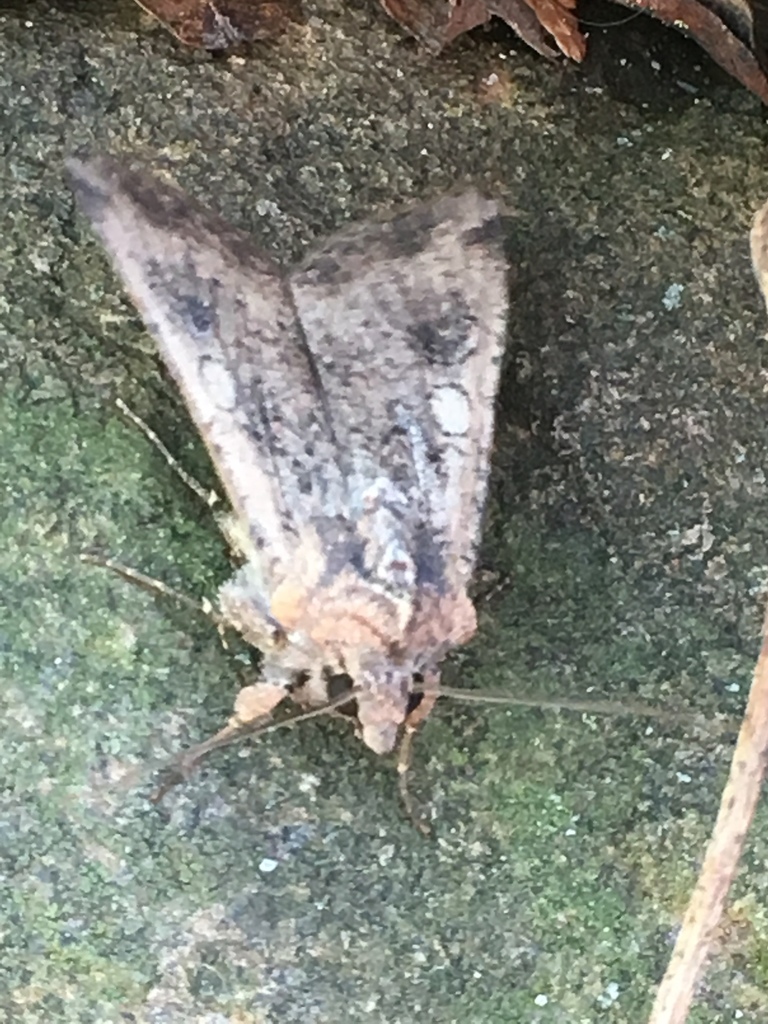 Variegated Cutworm Moth from 19152 Nutmeg Rd, Argos, IN, US on April 28 ...