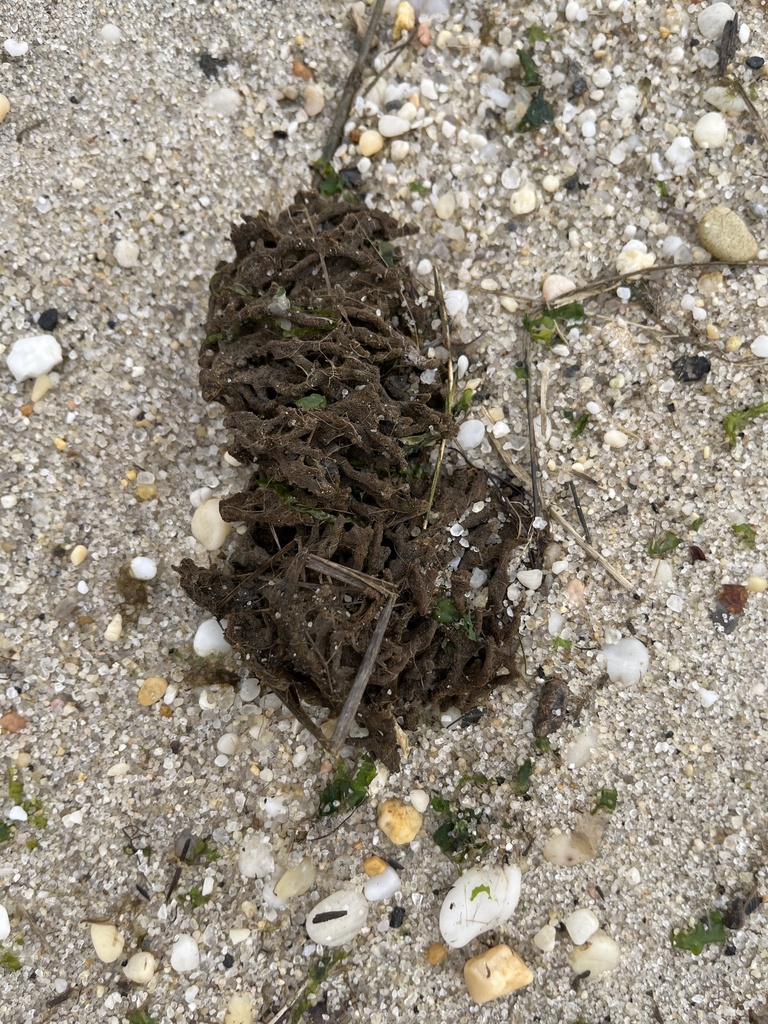 Red Beard Sponge from Ship Channel, Somers Point, NJ, US on April 17 ...