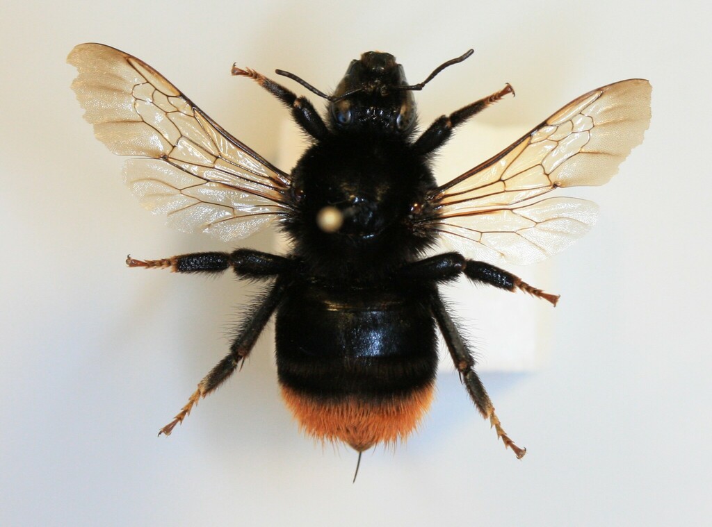 Bombus confusus confusus from Серпуховский р-н, Московская обл., Россия ...