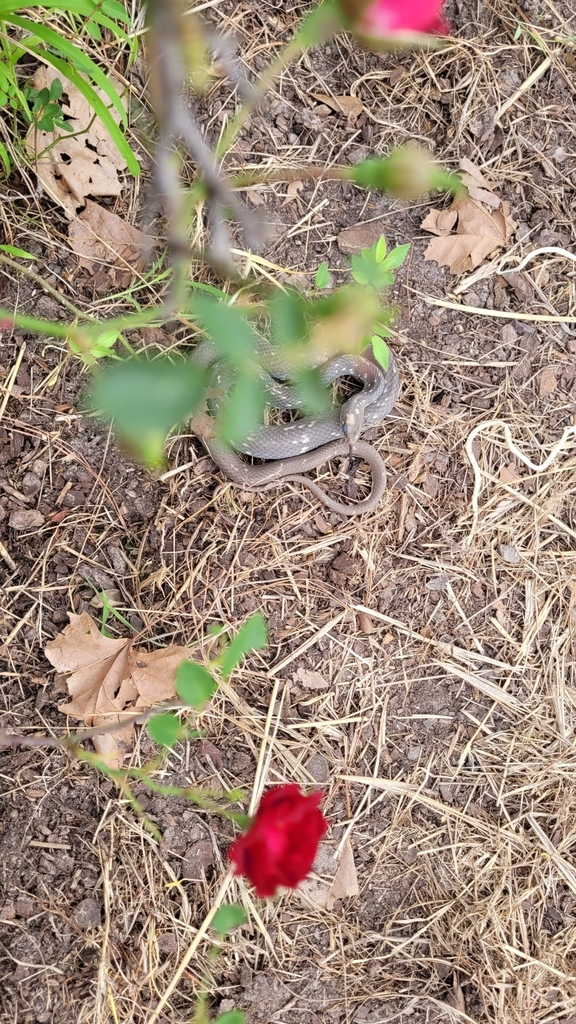 Buttermilk Racer from Humble, TX 77338, USA on April 17, 2024 at 10:44 ...