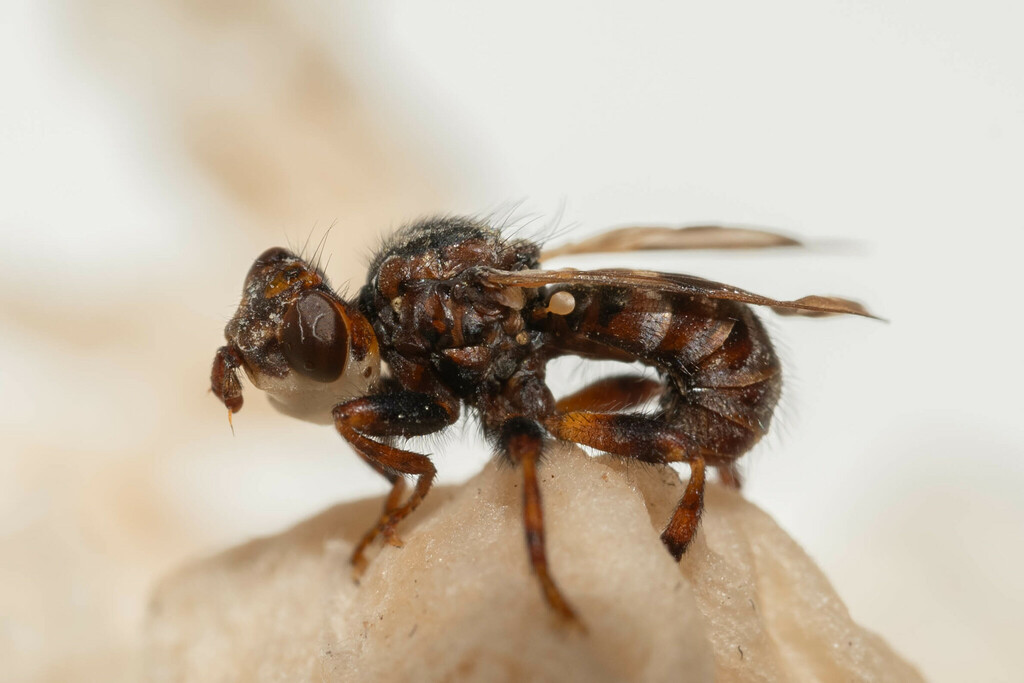 Variegated Spring Beegrabber from 中国北京市海淀区颐和园路5号 邮政编码: 100871 on March ...