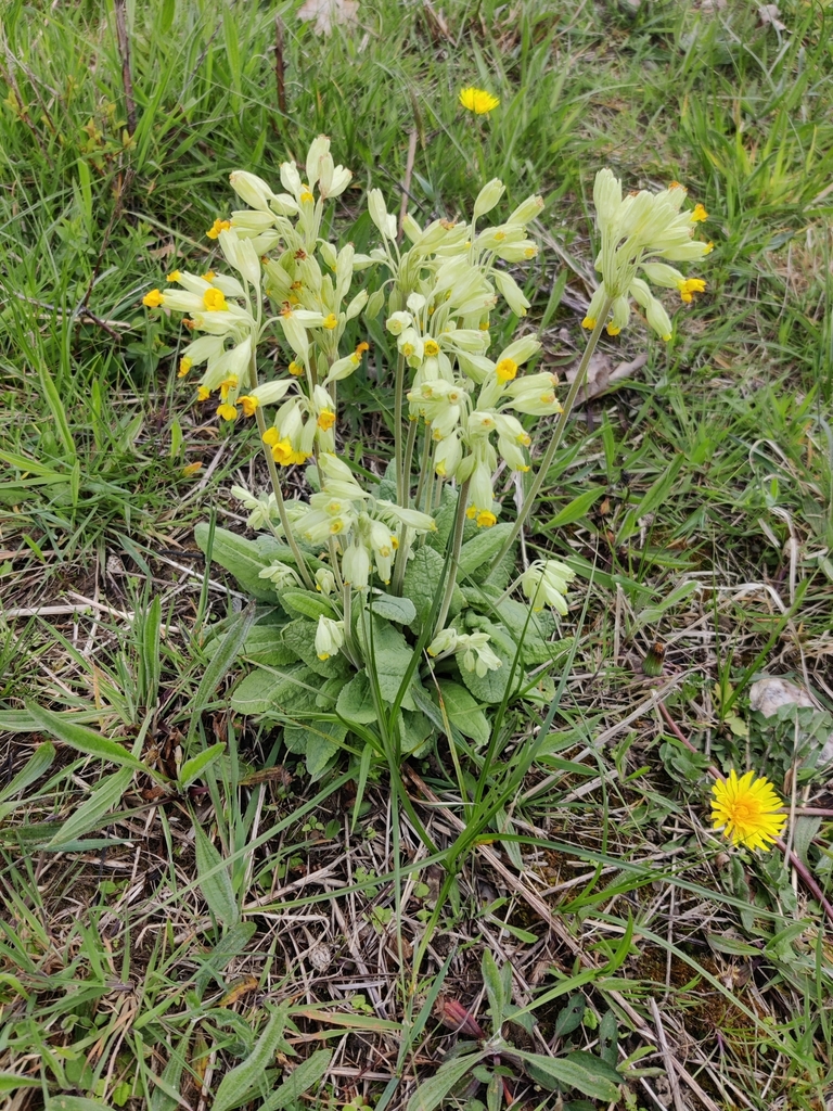 Cowslip from Birmingham B43, UK on April 17, 2024 at 04:10 PM by Andy ...