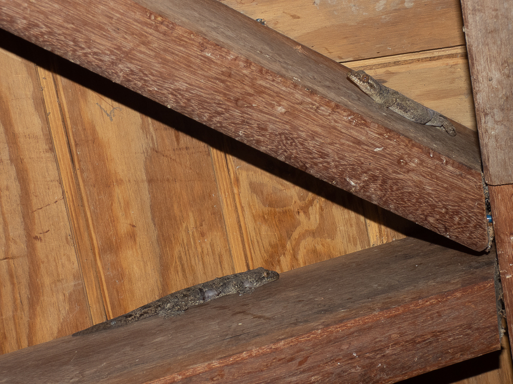 Northern Turniptail Gecko from Saint Patrick, Grenada on March 22, 2024 ...