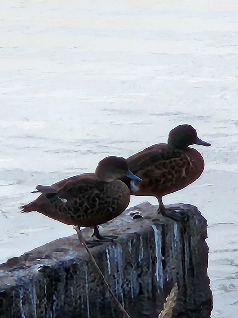 Chestnut Teal from Lyndbrook VIC, Australia on March 17, 2024 at 07:35 ...