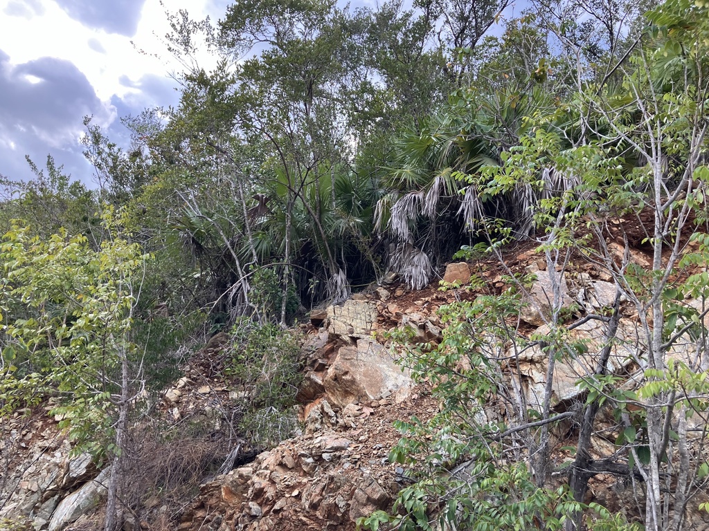 Silver Thatch Palm from Puerto Rico, Sabana Grande, Puerto Rico, US on ...
