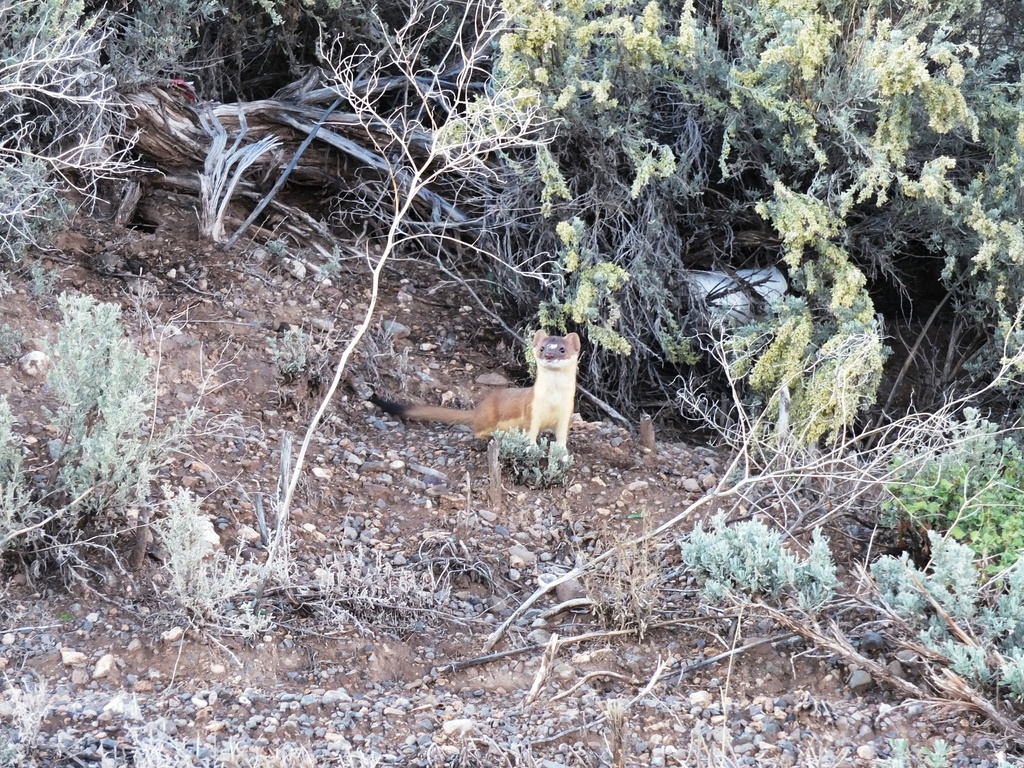 Long-tailed Weasel from Garfield County, Utah, USA on September 28 ...