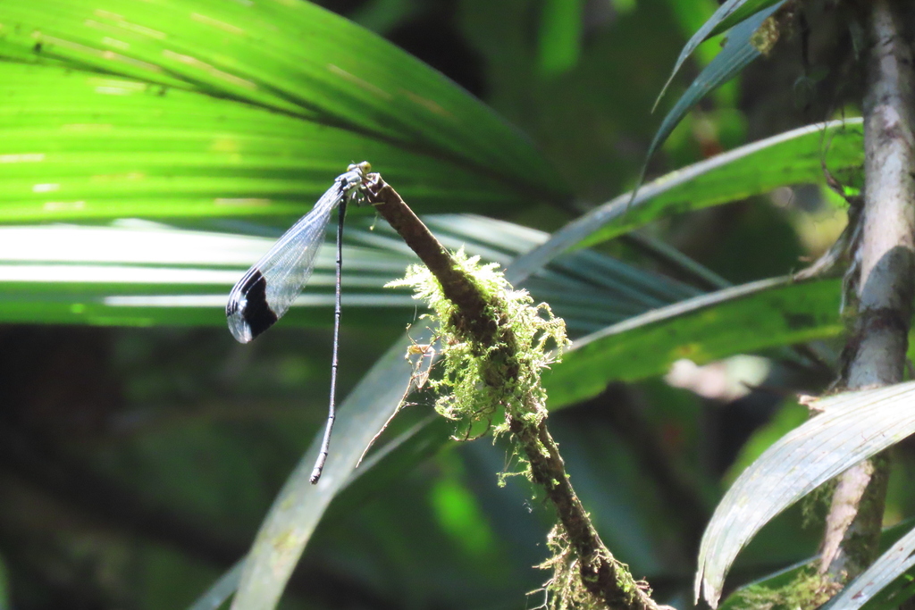 Megaloprepus diaboli from Monteverde Cloud Forest Biological Preserve ...