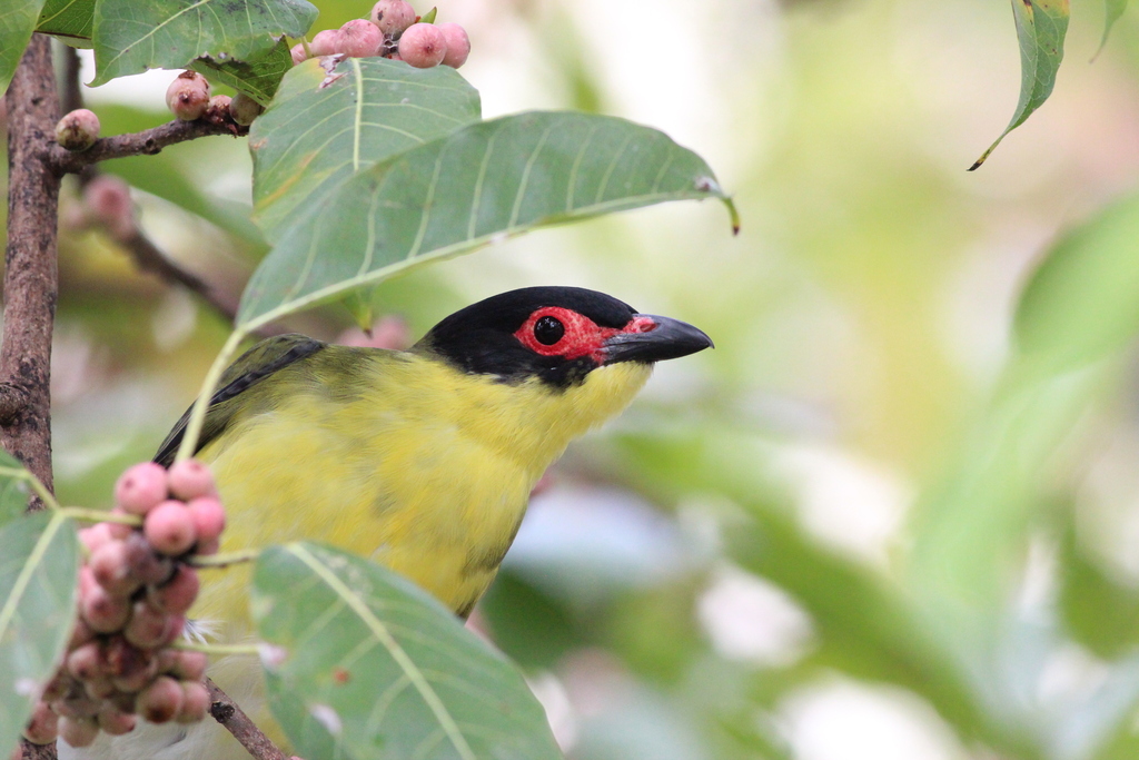 Australasian Figbird from Cairns, Queensland, Australia on July 27 ...