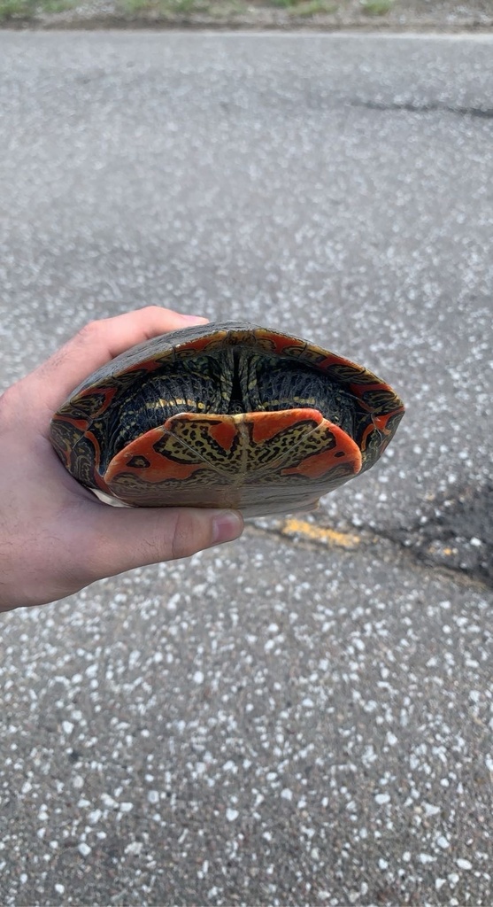 Painted Turtle from 467th St, Humphrey, NE, US on September 10, 2022 at ...