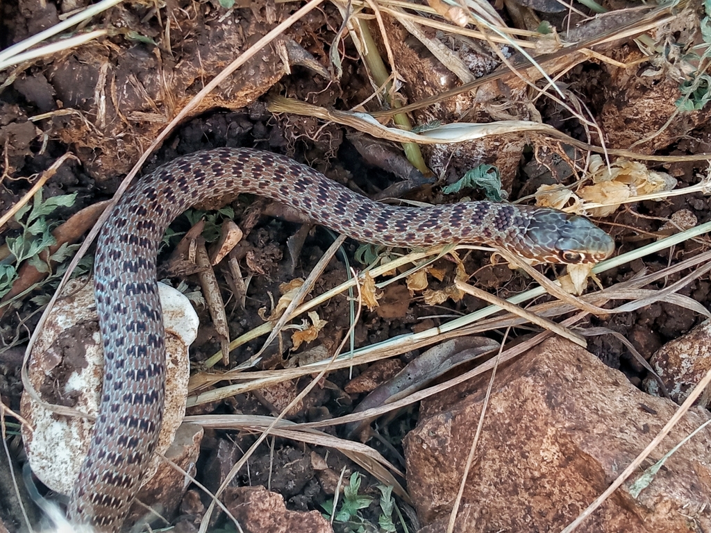 Large Whip Snake from Tartus, SY on April 17, 2024 at 08:32 PM by Ali ...
