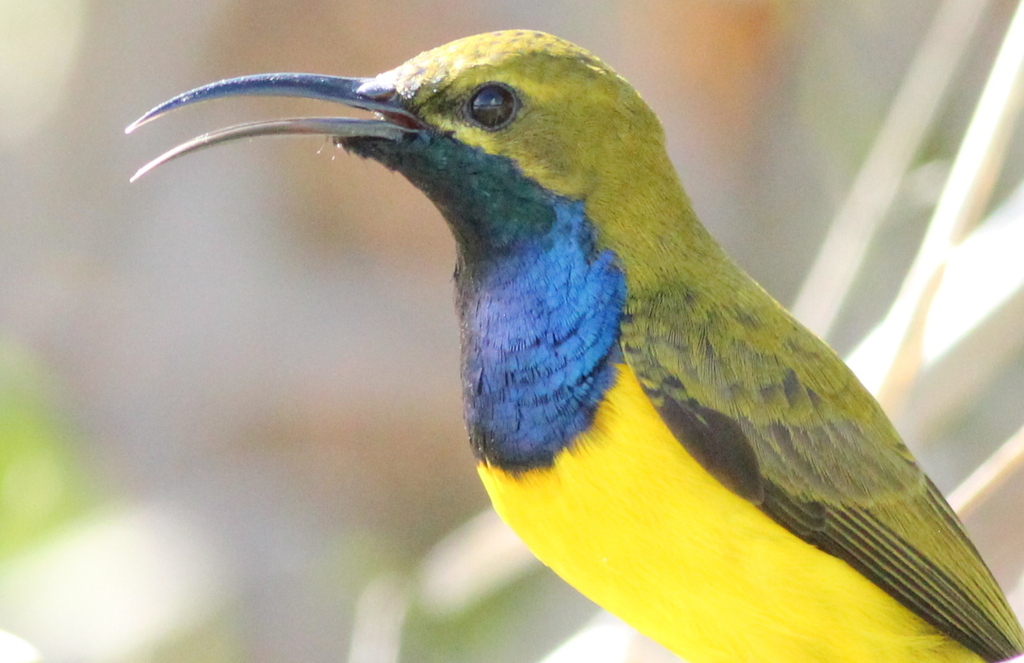 Sahul Sunbird from Daintree, Queensland, Australia on July 25, 2017 at 10:00 AM by Gary T ...