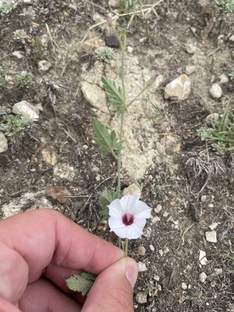 Texas bindweed from Stage Coach Trail, Dallas, TX, US on April 17, 2024 ...