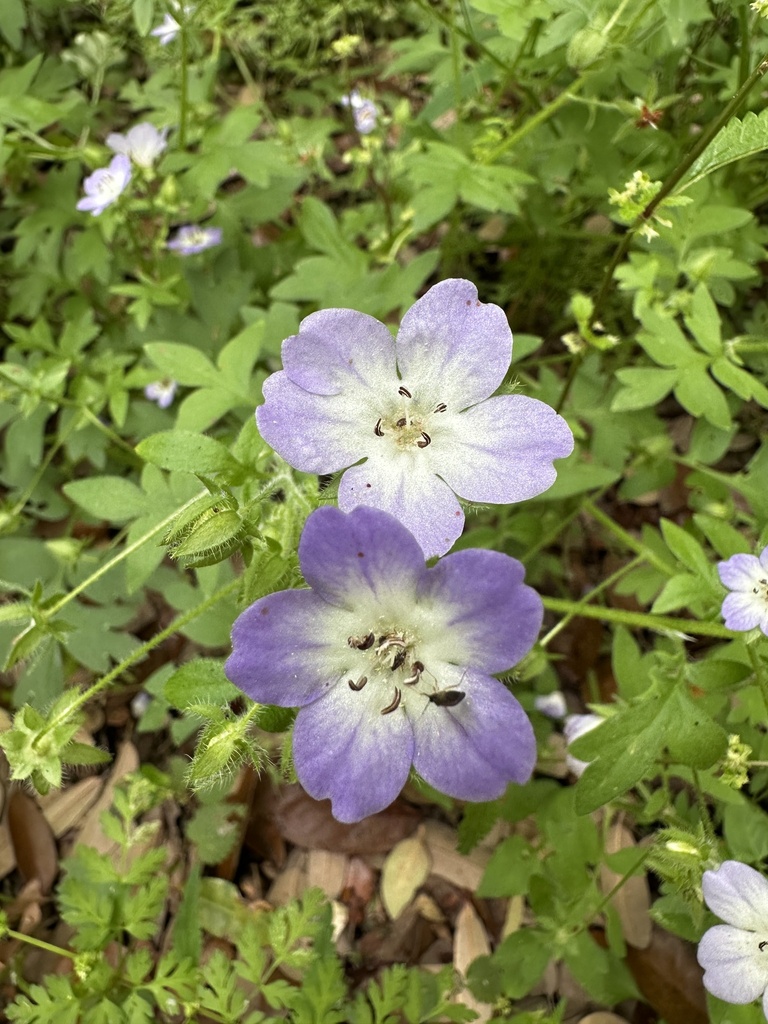 Texas baby blue eyes from Travis County, US-TX, US on March 31, 2024 at ...