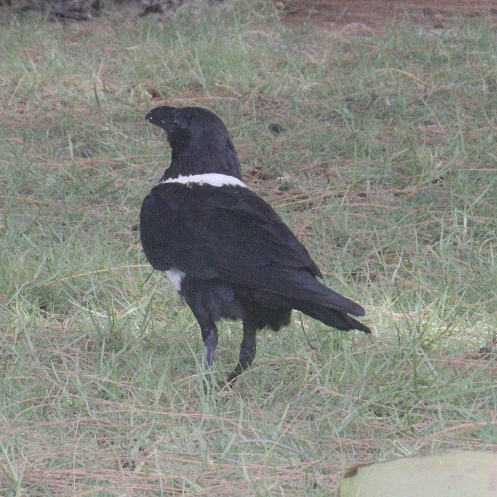 Pied Crow from Île Sainte-Marie, Toamasina, MG on April 17, 2024 at 04: ...