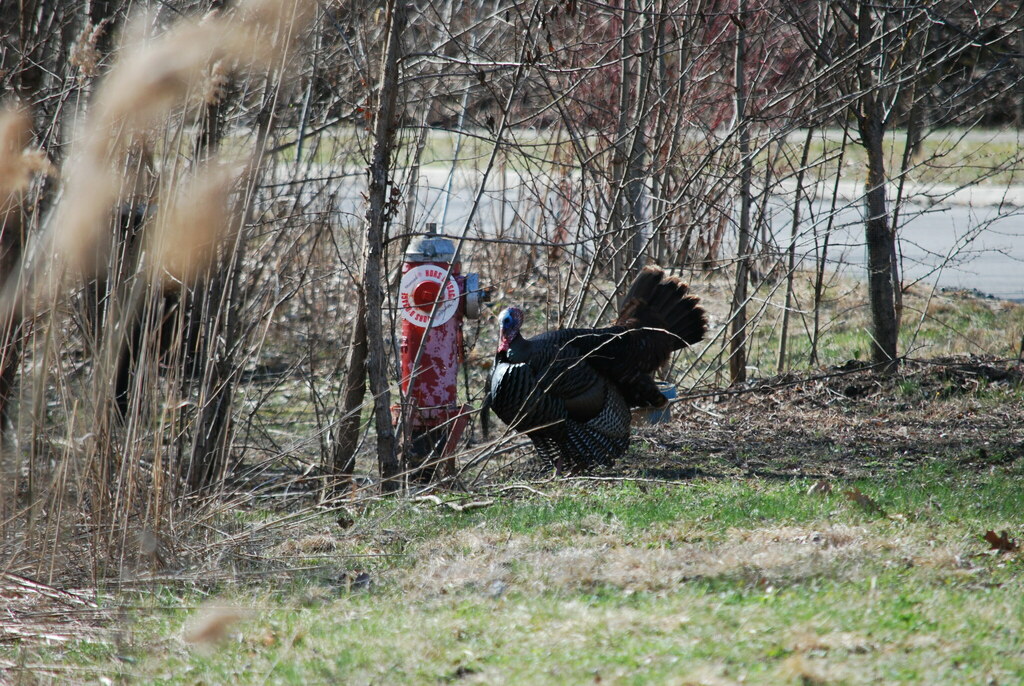 Wild Turkey from Saint-Laurent, Montréal, QC, Canada on April 17, 2024 ...