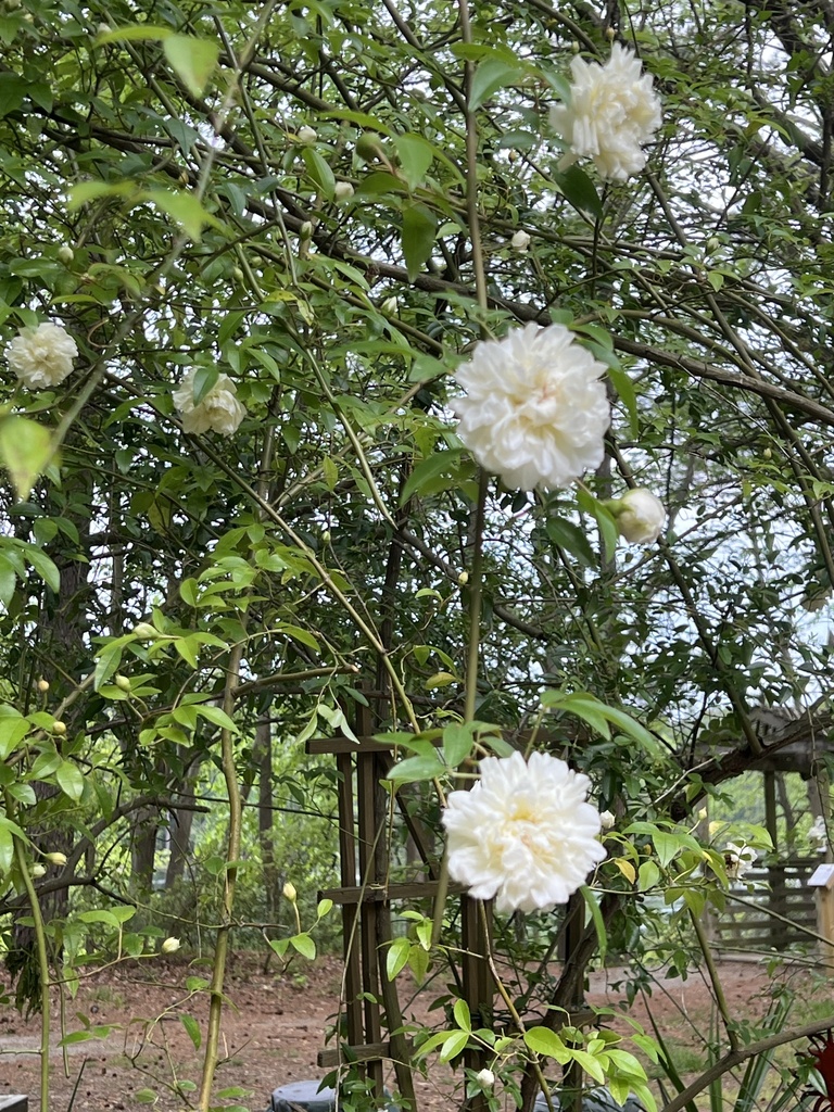 Chinese Snowball Viburnum from Sandy Bottom Nature Park, Hampton, VA ...