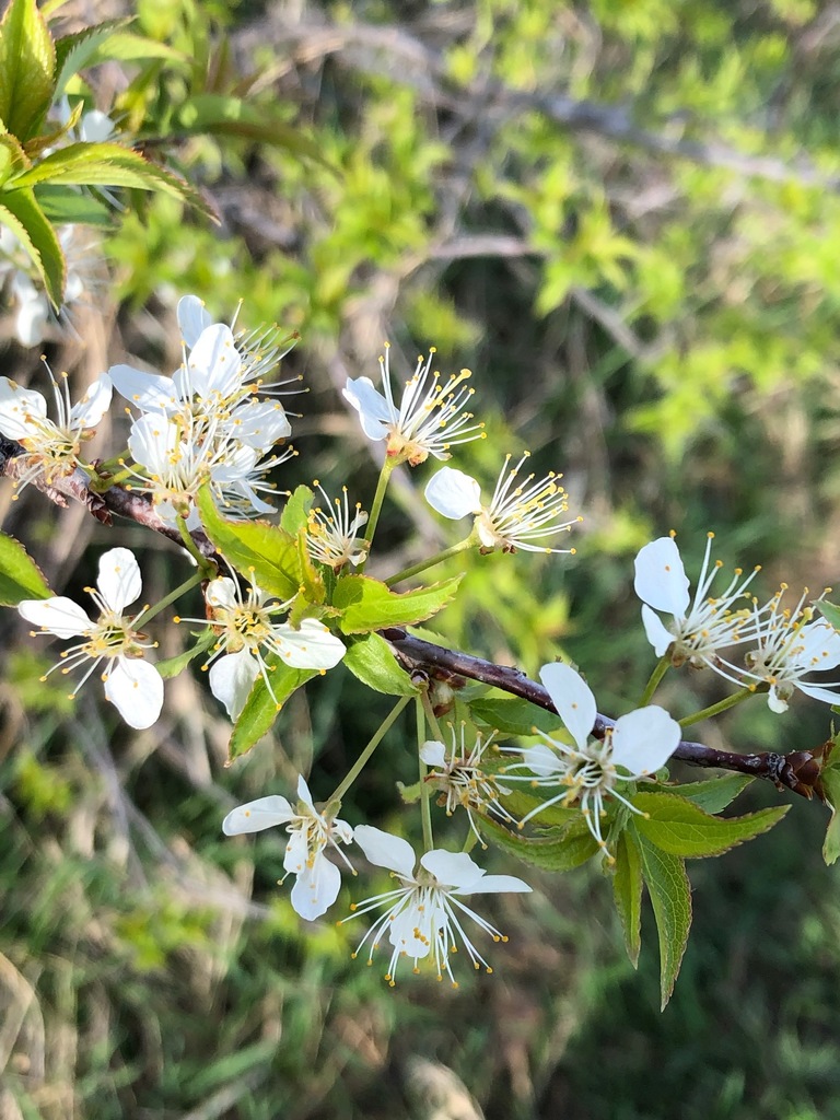 American plum from Sage Trail, Boulder, CO, USA on April 28, 2019 at 04 ...