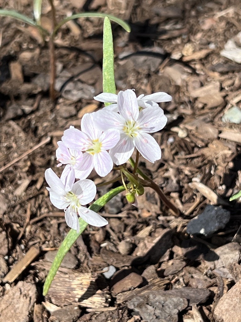 Virginia Springbeauty in April 2024 by sstoneill · iNaturalist