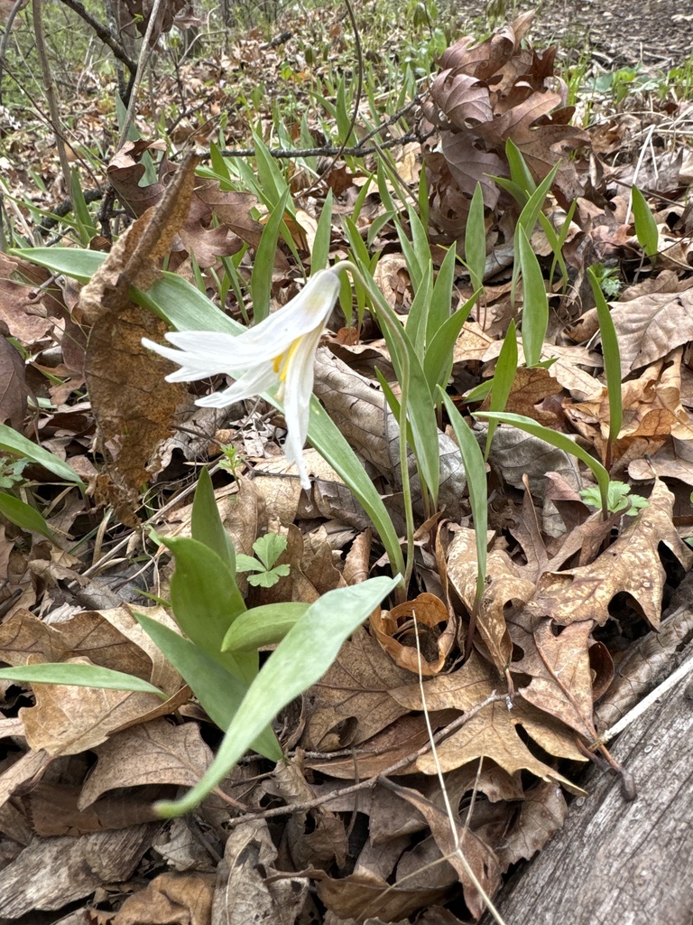 white fawnlily from Collins, IA, US on April 17, 2024 at 11:51 AM by ...
