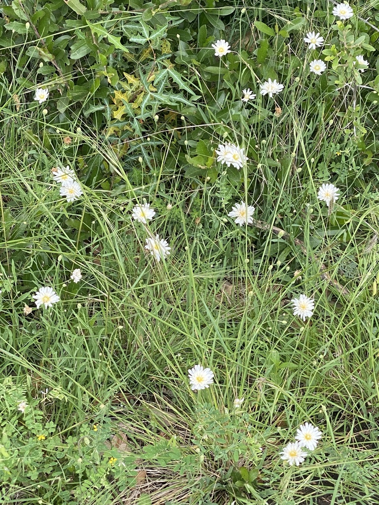 White Rock-lettuce from Stone Oak, San Antonio, TX, US on April 8, 2024 ...