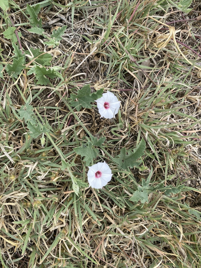 Texas bindweed from Stone Oak, San Antonio, TX, US on April 8, 2024 at ...