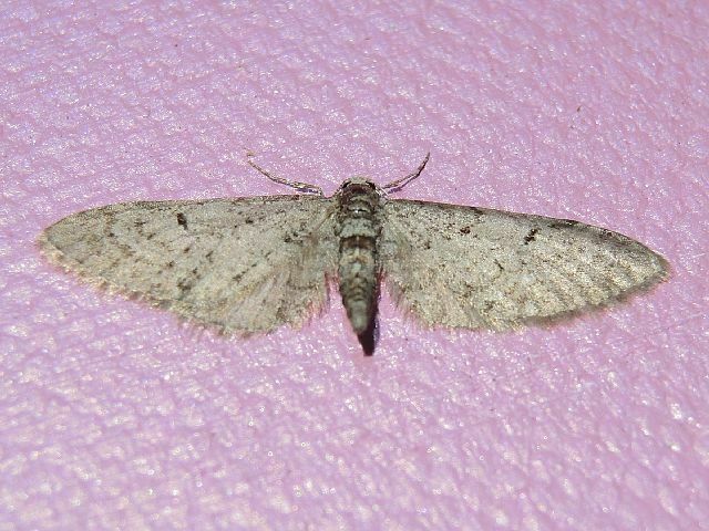 Pug Moths in April 2024 by privatenoaccess. specimen available ...