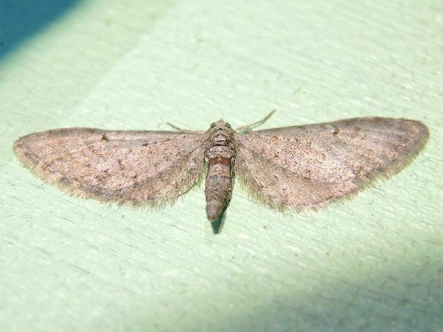 Pug Moths in April 2024 by privatenoaccess · iNaturalist