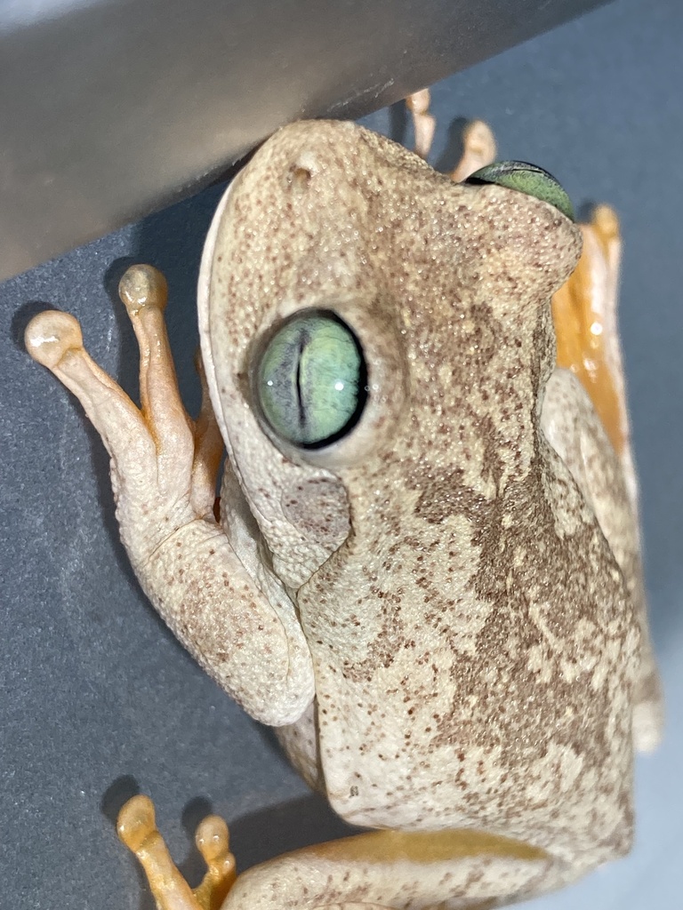 Banana Tree Dwelling Frog from Yopal, Casanare, CO on April 16, 2024 at ...