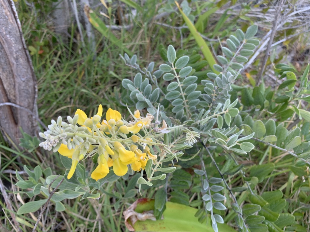 Necklace pod from 8875 SW 328th St, Homestead, FL, US on April 28, 2019 ...
