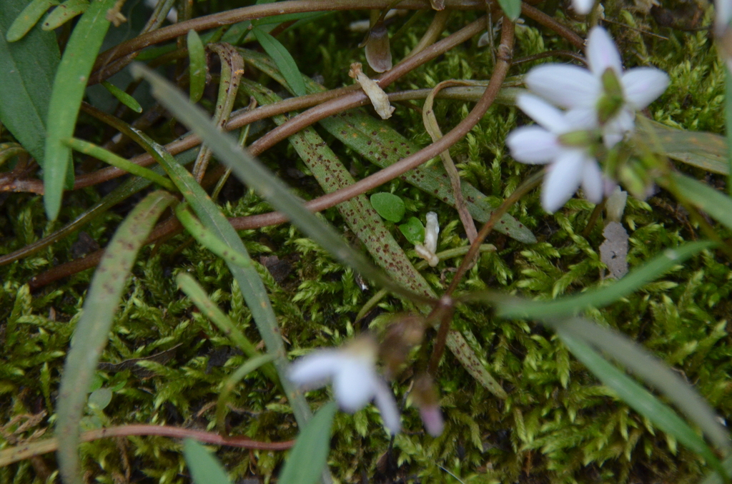 spring beauty rust from Akron, OH, USA on April 17, 2024 at 09:43 AM by ...