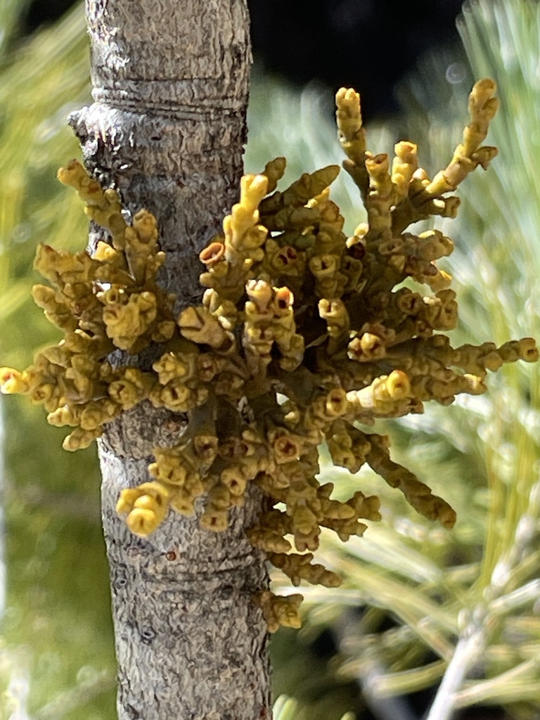 Dwarf-Mistletoes from Pima County, AZ, USA on April 17, 2024 at 09:57 ...