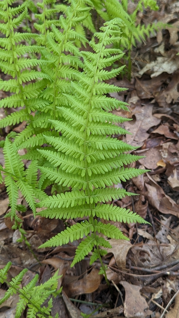 New York fern from Montgomery County, US-MD, US on April 17, 2024 at 06 ...