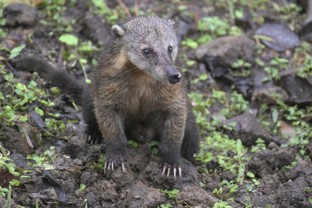 Mountain Coati in November 2023 by guylafond · iNaturalist
