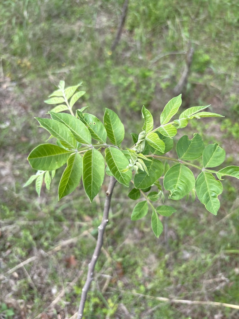 shining sumac from Pushmataha County, US-OK, US on April 17, 2024 at 10 ...