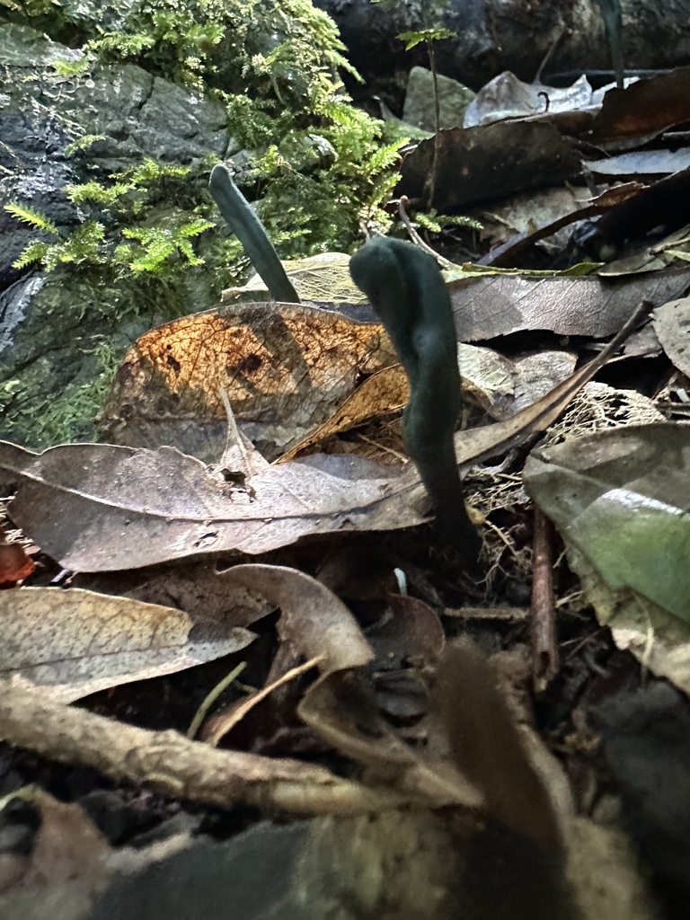 Microglossum in April 2024 by amaples · iNaturalist
