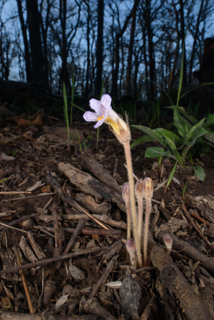 one-flowered cancer-root in April 2024 by Aidan Campos. Aphyllon ...