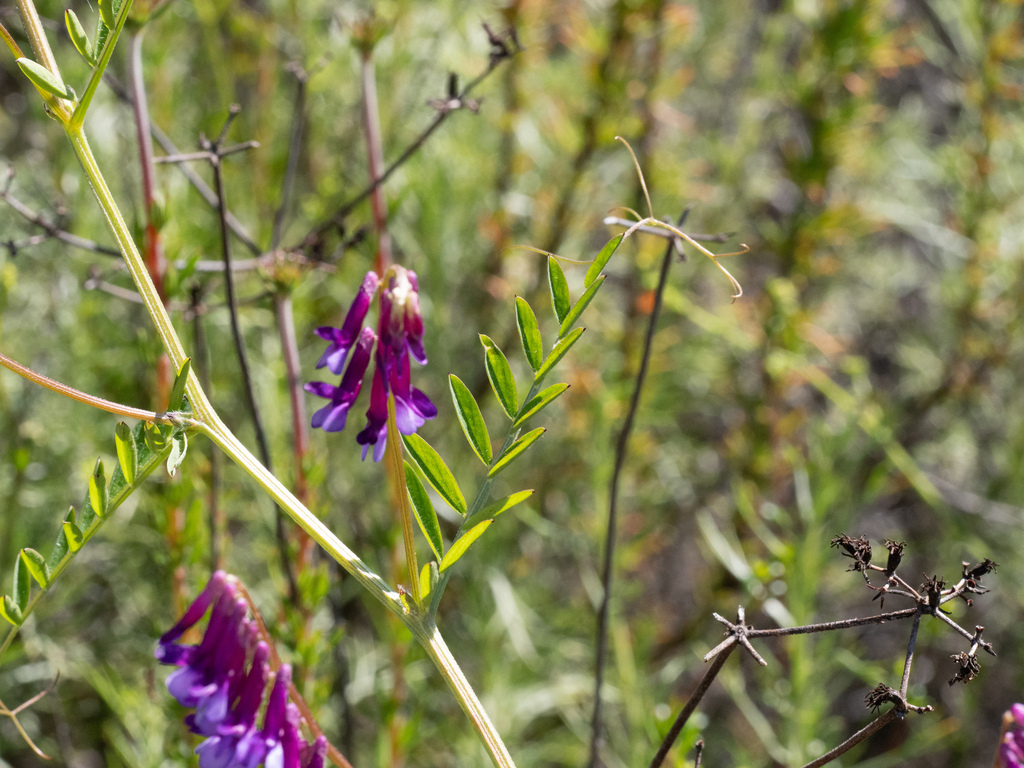 Vetches from Daley Ranch, Escondido, CA, USA on April 17, 2024 at 09:53 ...