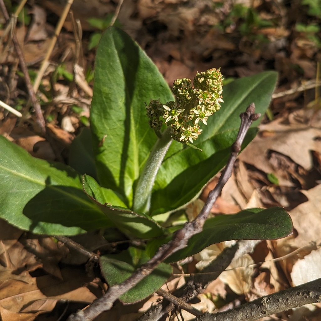 Swamp Saxifrage in April 2024 by Daniel Sembroski. seepy creek at ...