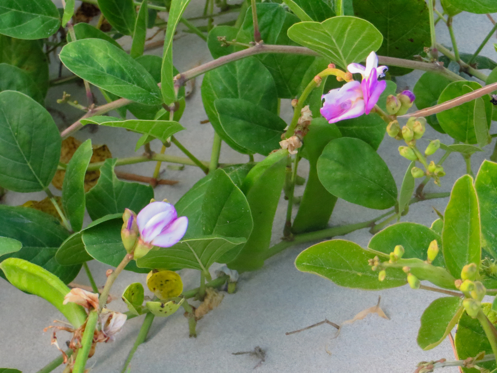 Beach Bean from Varadero, Cuba on April 9, 2024 at 08:05 AM by Tatiana ...